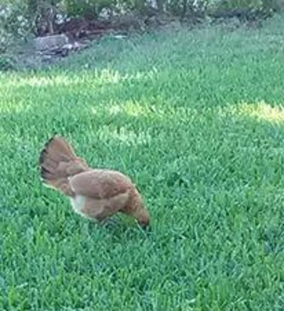Free Thinker House #16: Introducing Becky the Chicken! - The Conscious ...